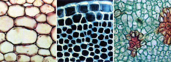 Структурные ткани